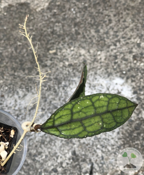 Hoya Clemensiorum (red) - greenlove.nz