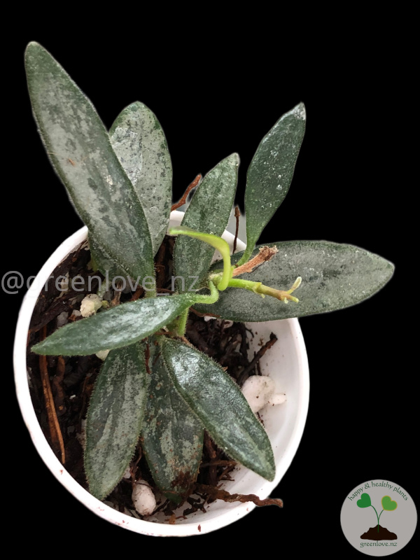 Rare Hoya Lima silver - greenlove.nz