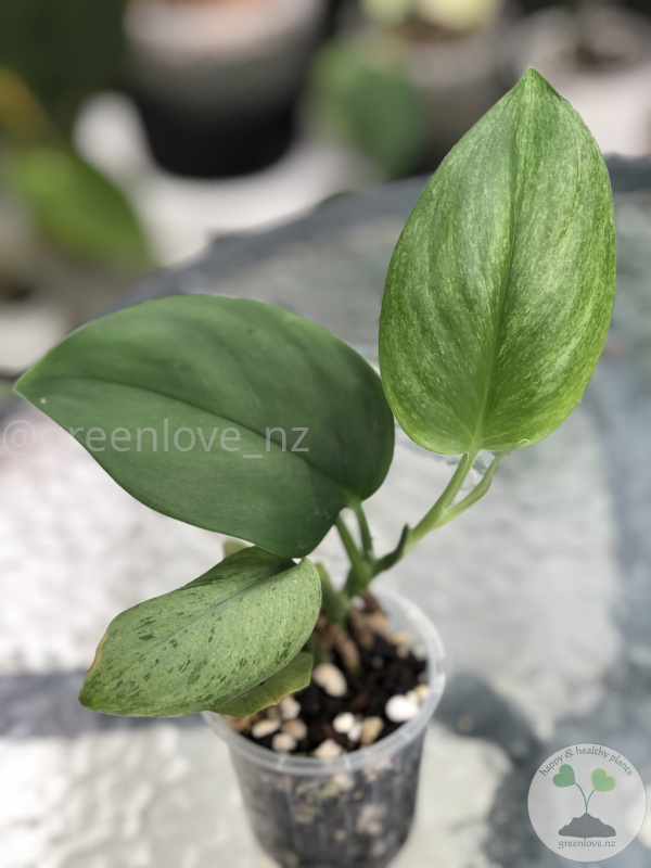 Rare Scindapsus moonlight mint variegata - A - greenlove.nz
