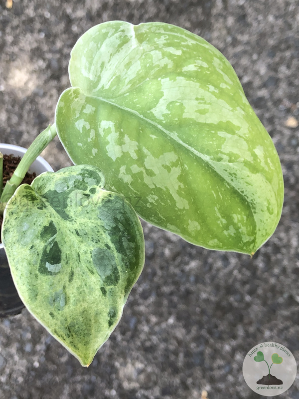Rare Scindapsus Exotica Mejile sp Sumatra - greenlove.nz