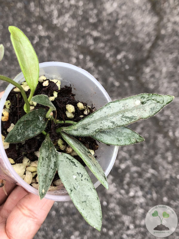 Rare Hoya Lima silver - B - greenlove.nz